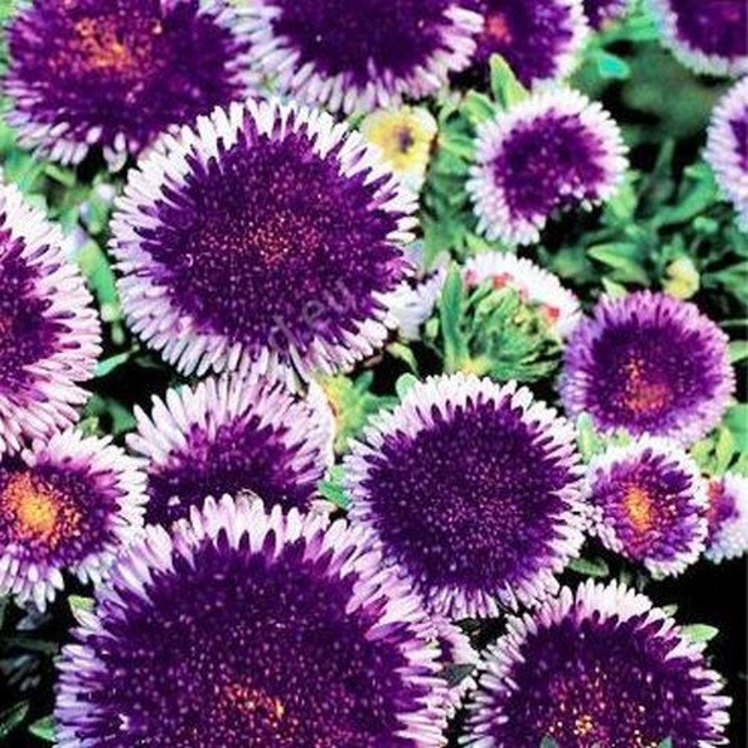 Aster Pompon Blue Moon Flower Seeds callistephus Pompon 50seeds - Etsy