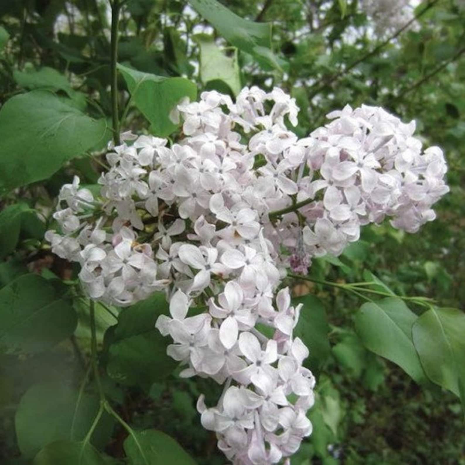Korean Early Lilac Bush Seeds syringa Oblata 20seeds - Etsy