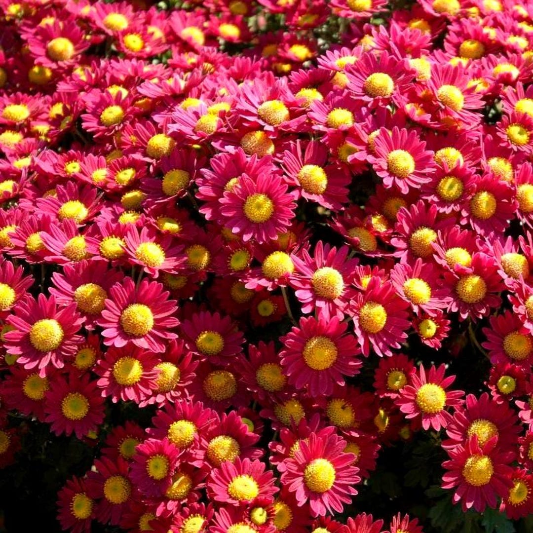 Chrysanthemum Robinson's Red Flower Seeds (chrysanthemum Coccineum) 200 ...