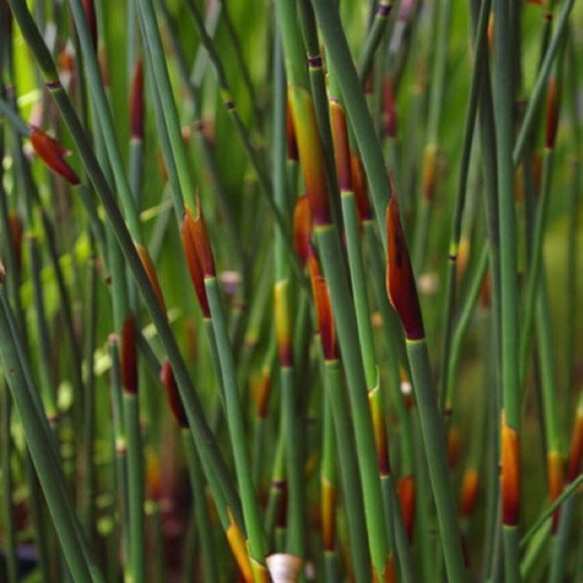 Cape Thatching Reed Seeds elegia Tectorum 25seeds - Etsy