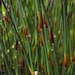 Cape Thatching Reed Seeds (elegia Tectorum) 25+seeds - Etsy