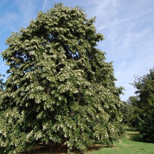 Silver Linden Tree Seeds (tilia Tomentosa) 10+seeds - Etsy