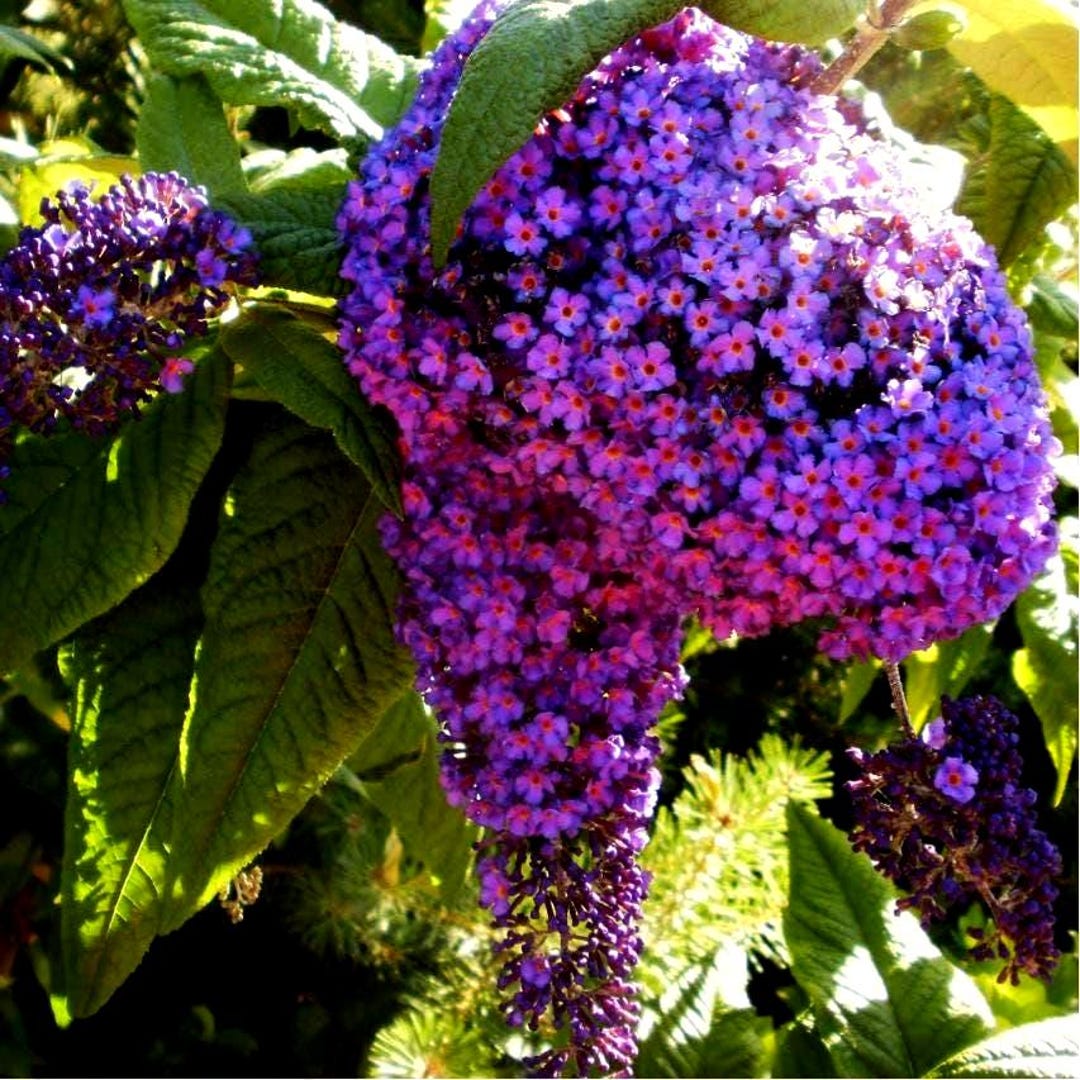 Fragrant Heliotrope Flower Seeds (heliotropium Arborescens) 50+seeds ...