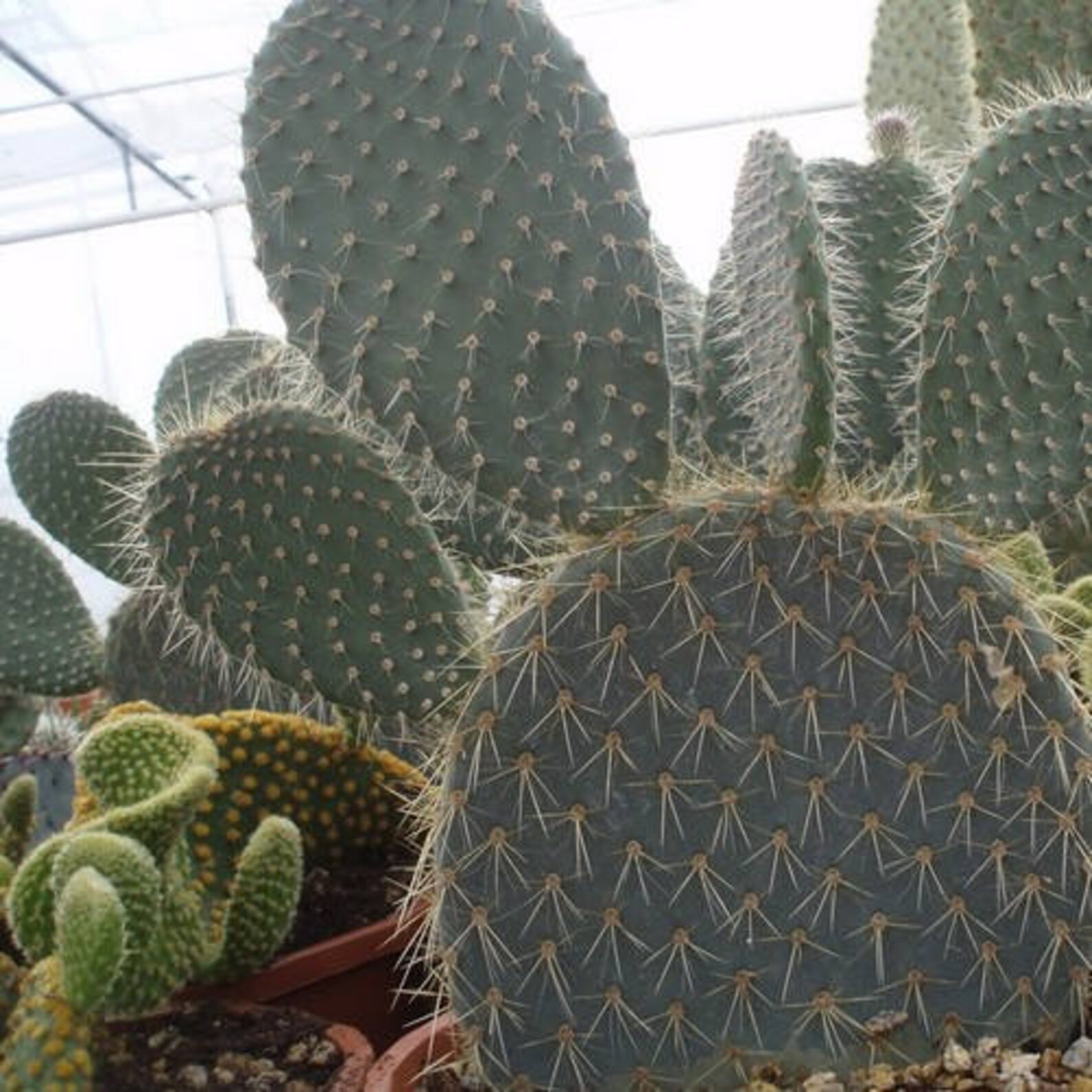 Giant Silver Dollar Cactus Seeds opuntia Robusta 25seeds - Etsy