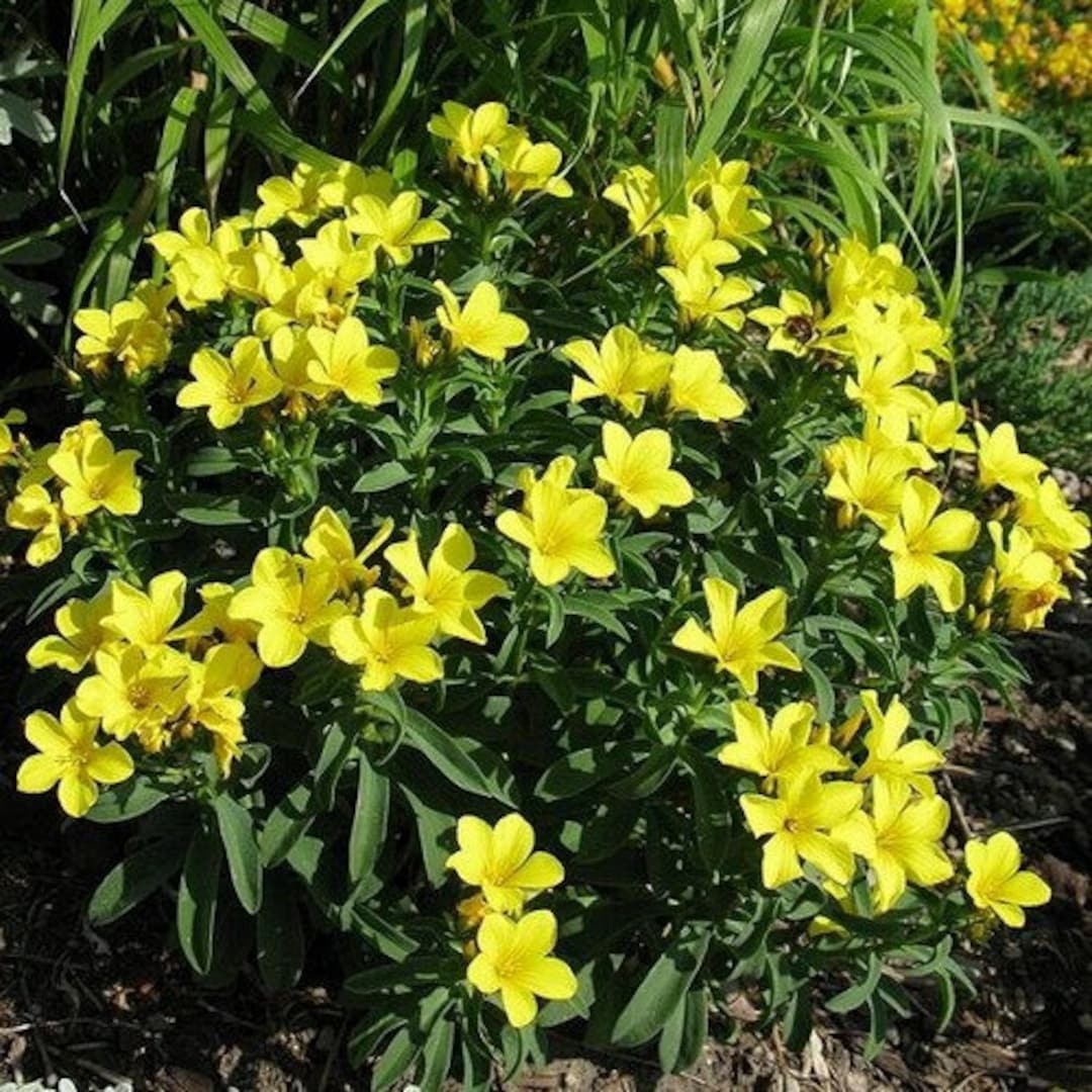 Yellow Flax Flower Seeds linum Flavum Compactum 50seeds - Etsy