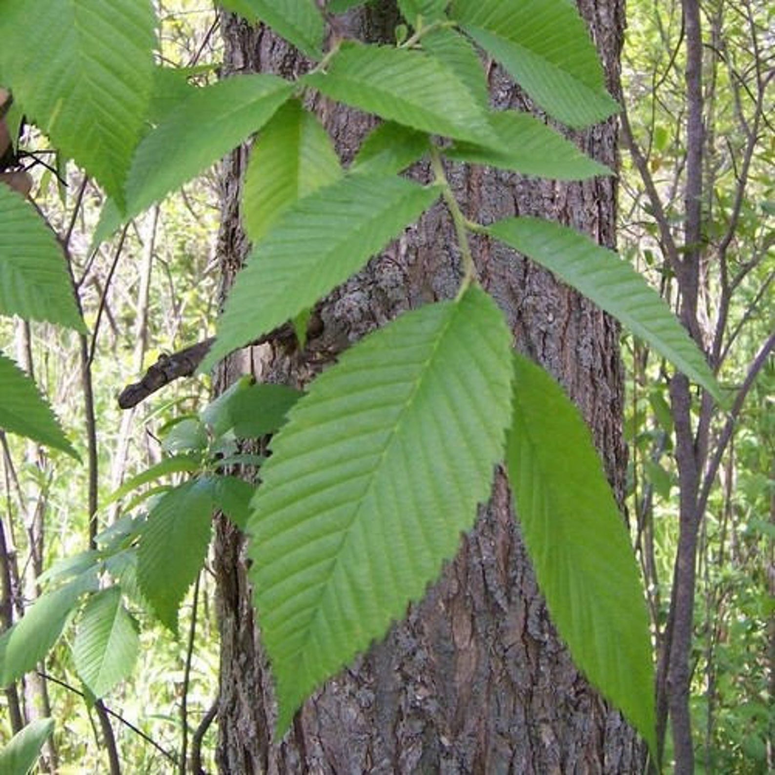 American Elm Tree Seeds ulmus Americana 30seeds - Etsy