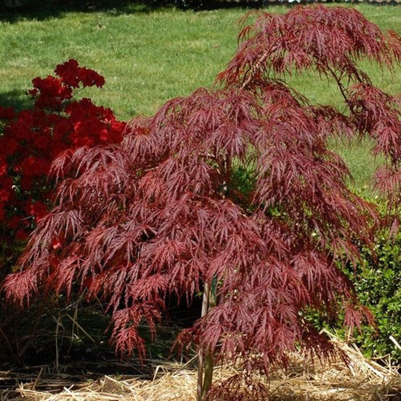 Red Pygmy Japanese Maple Tree Seeds ACER palmatum 15Seeds | Etsy