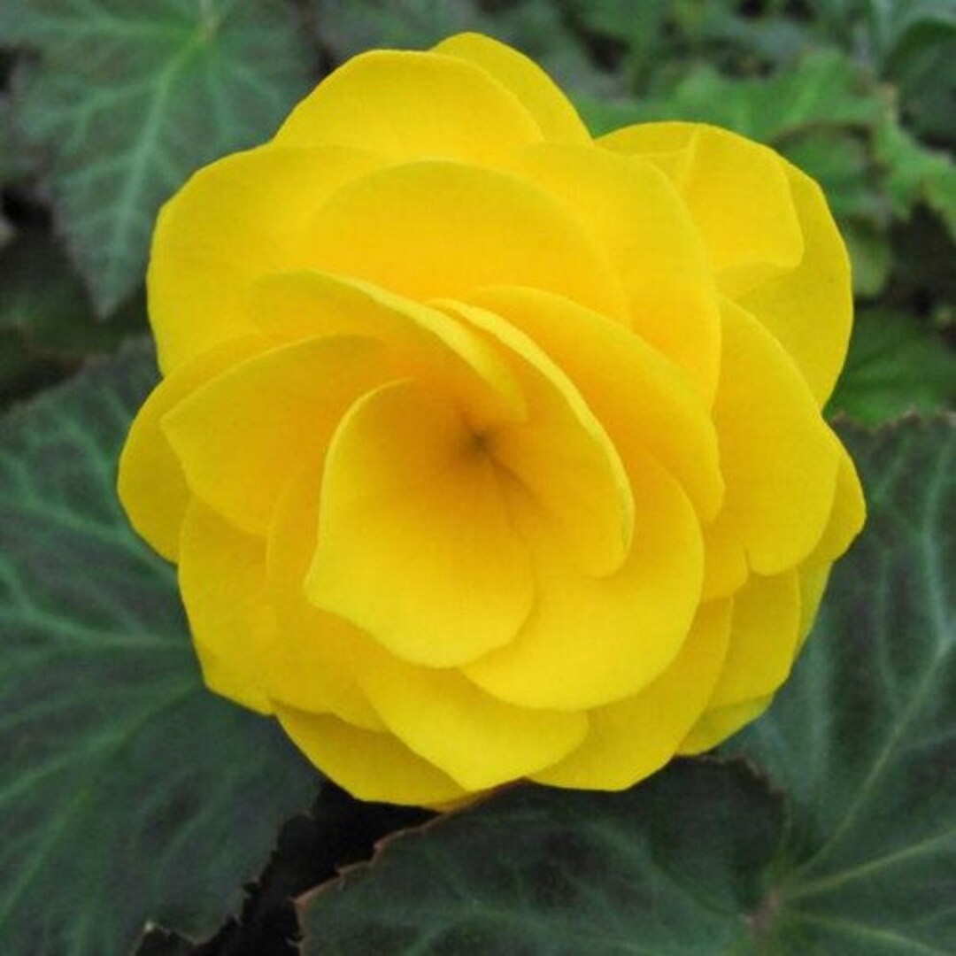 Begonia Double Yellow Flower Seeds (begonia Tuberosa) 30+seeds - Etsy