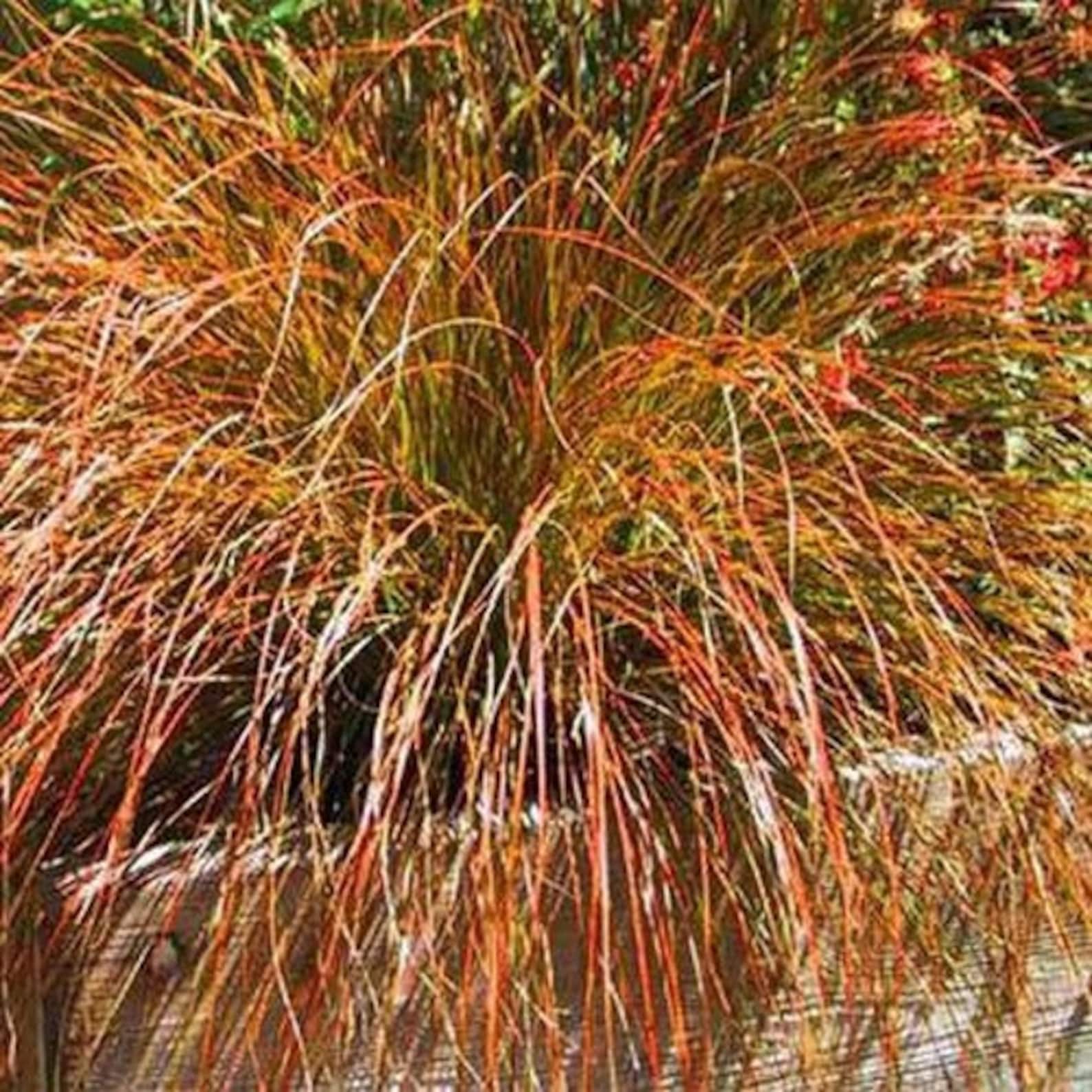 Carex Prairie Fire Ornamental Grass Seeds carex Testacea - Etsy