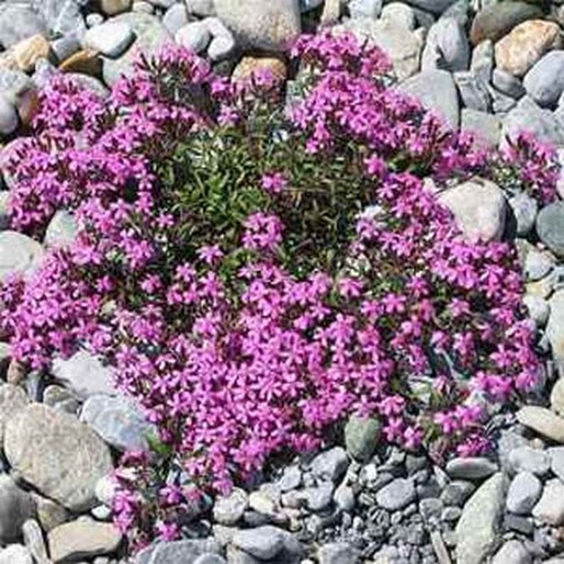 Rock Soapwort Rose-pink Flower Seeds (saponaria Ocymoides) 200+seeds - Etsy