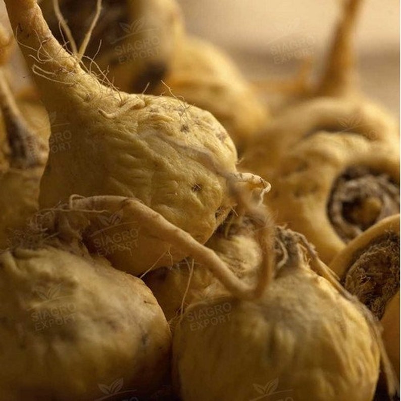 Peruvian Ginseng Plant Seeds lepidium Meyenii 15seeds - Etsy