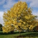 Northern Red Ash Tree Seeds (fraxinus Pennsylvanica) 30+seeds - Etsy