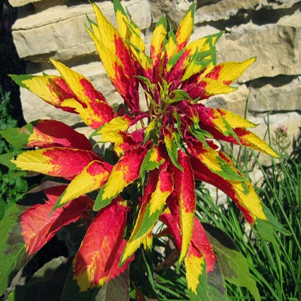 Amaranthus Tricolor Perfecta Seeds amaranthus Cruentus 200 - Etsy