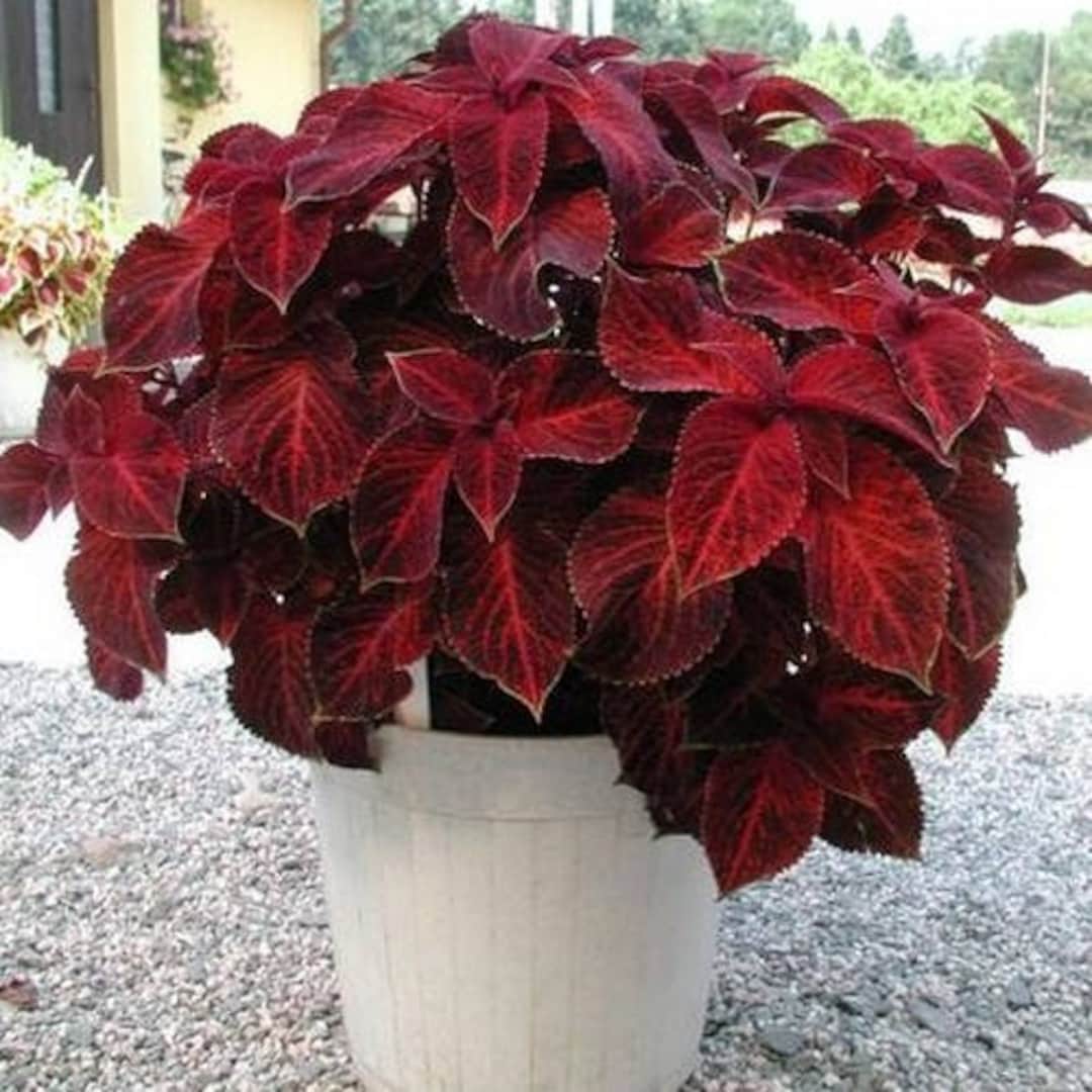 Coleus Wizard Velvet Red Seeds Solenostemon scutellarioides - Etsy Canada