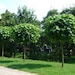 Southern Cigar Tree Seeds (catalpa Bignonioides) 15+seeds - Etsy