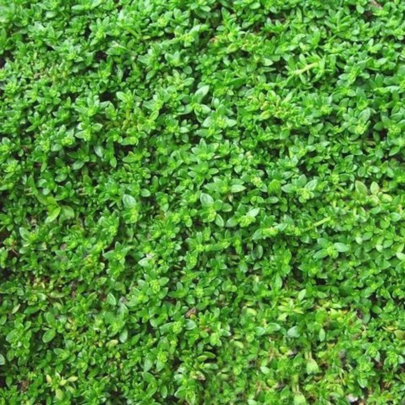 Rupturewort Green Carpet Ground Cover Seeds (herniaria Glabra) 200 ...