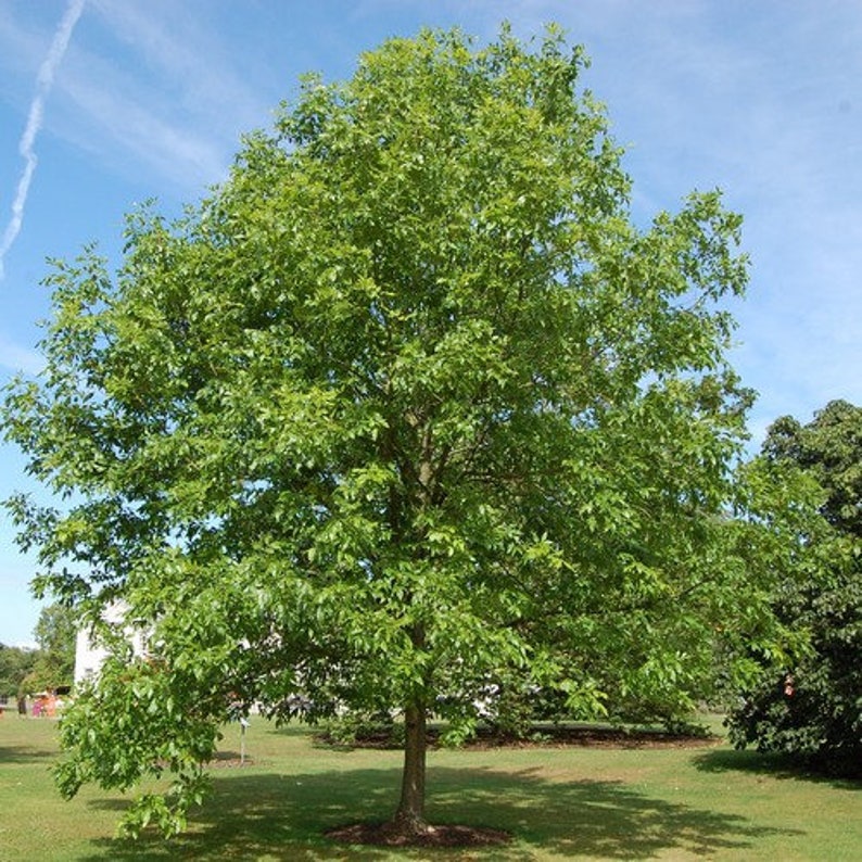 Northern Red Ash Tree Seeds fraxinus Pennsylvanica 30seeds - Etsy