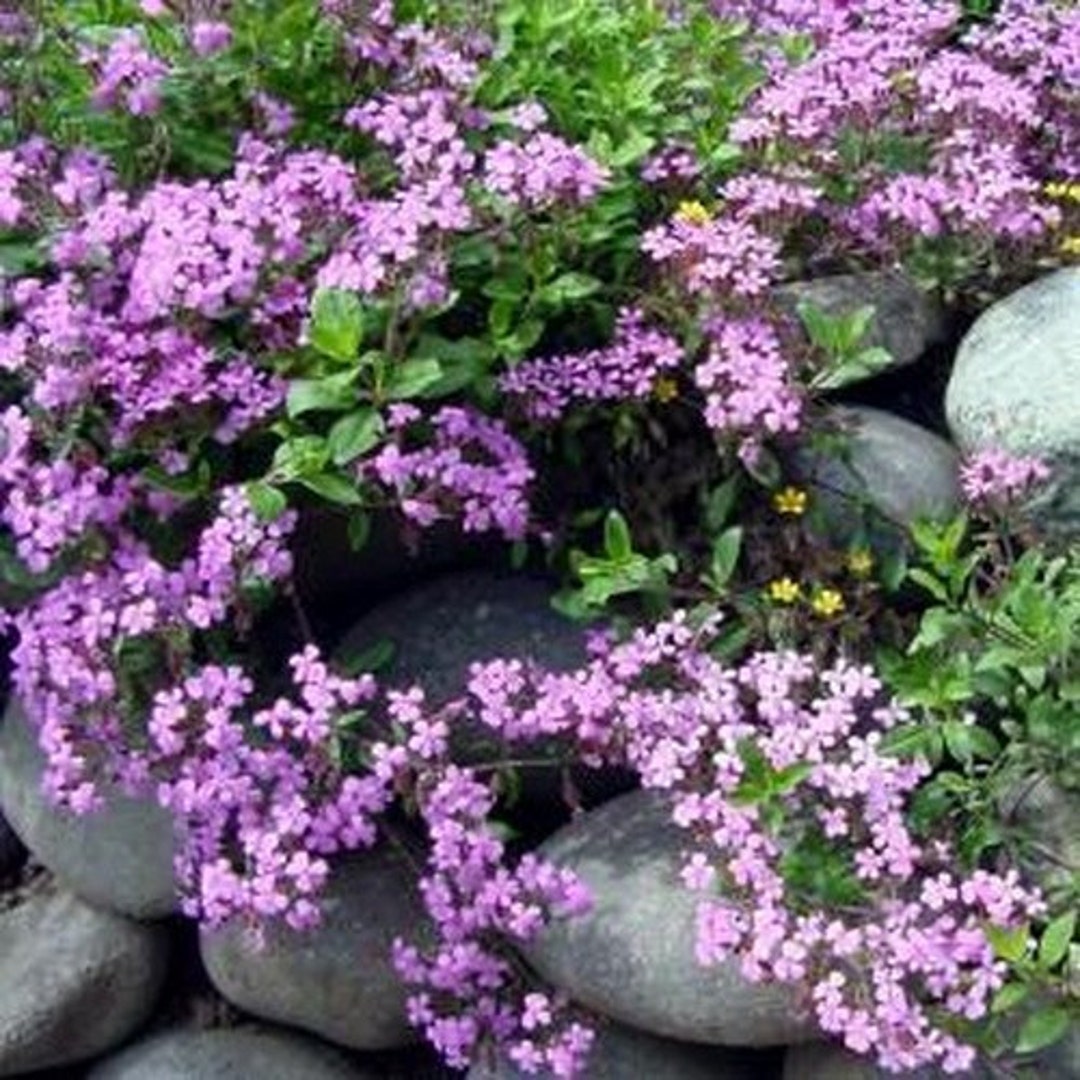 Rock Soapwort Rose-pink Flower Seeds (saponaria Ocymoides) 200+seeds - Etsy