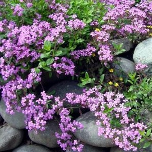 Rock Soapwort Rose-pink Flower Seeds Saponaria Ocymoides | Etsy