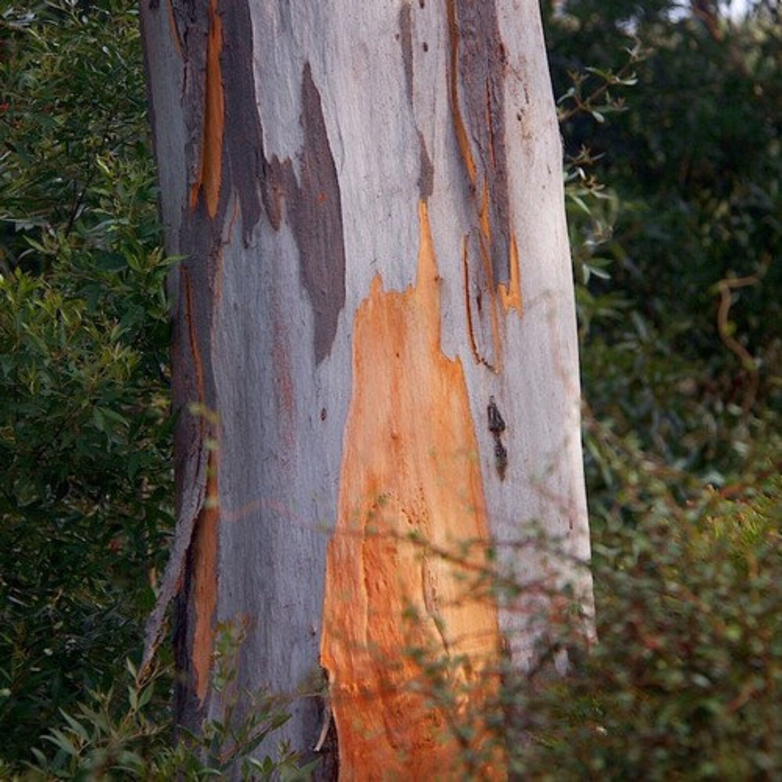 Eucalyptus Grey Gum Tree Seeds eucalyptus Punctata 100seeds | Etsy
