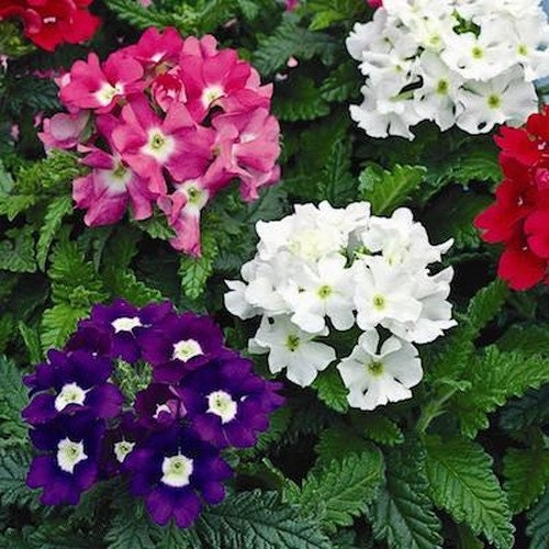 Verbena Florist Mix Ground Cover Seeds verbena Hybrids | Etsy
