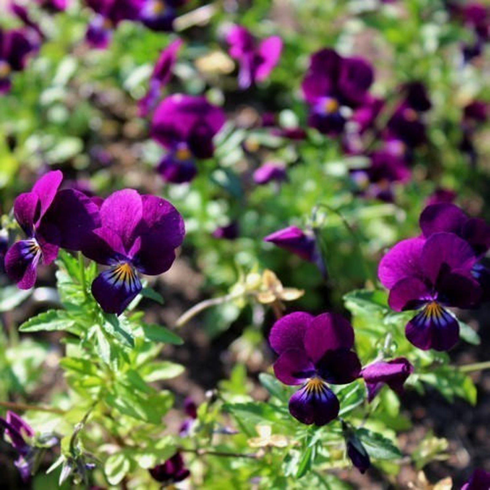 Viola King Henry Flower Seeds viola Cornuta King Henry - Etsy