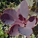 Purple Smoke Tree Seeds cotinus Coggygria Purpureus 20seeds - Etsy