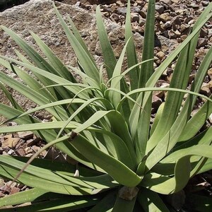 Spider Agave Succulent Seeds (agave Bracteosa) 20+seeds - Etsy
