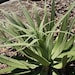 Spider Agave Succulent Seeds (agave Bracteosa) 20+seeds - Etsy