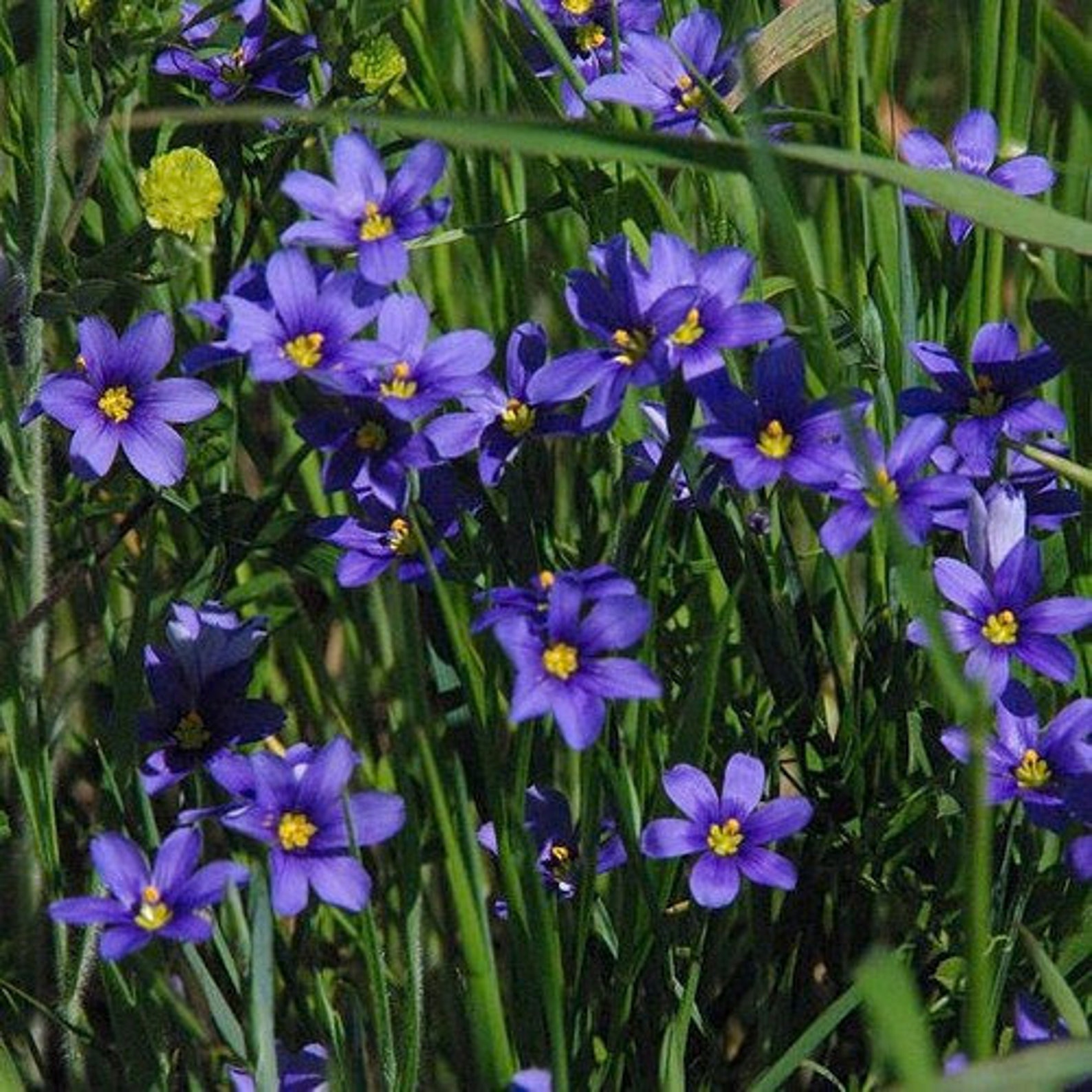 Blue Eyed Grass Seeds (sisyrinchium Bellum) 50+seeds - Etsy