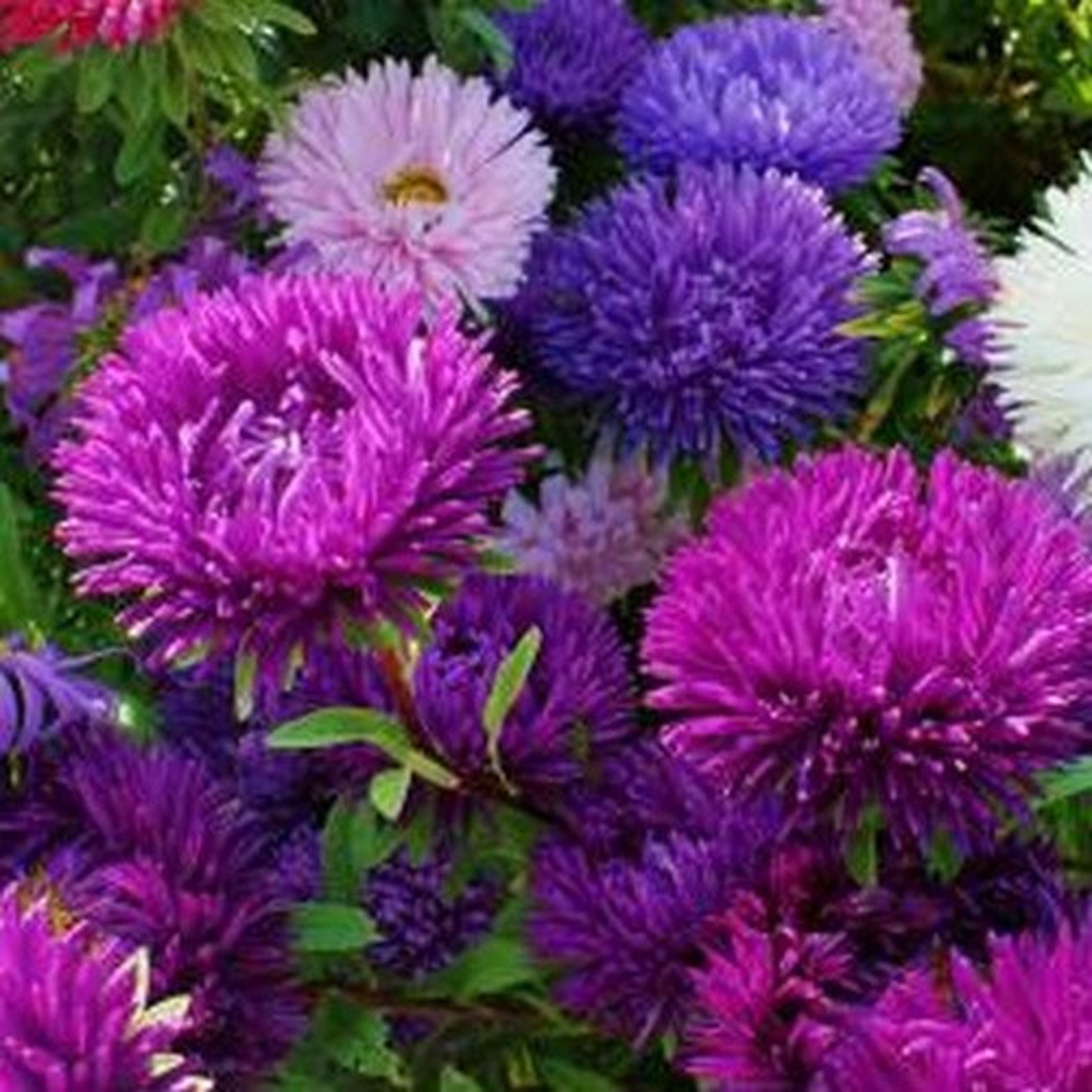 Aster Double Gremlin Mix Flower Seeds Callistephus Double | Etsy