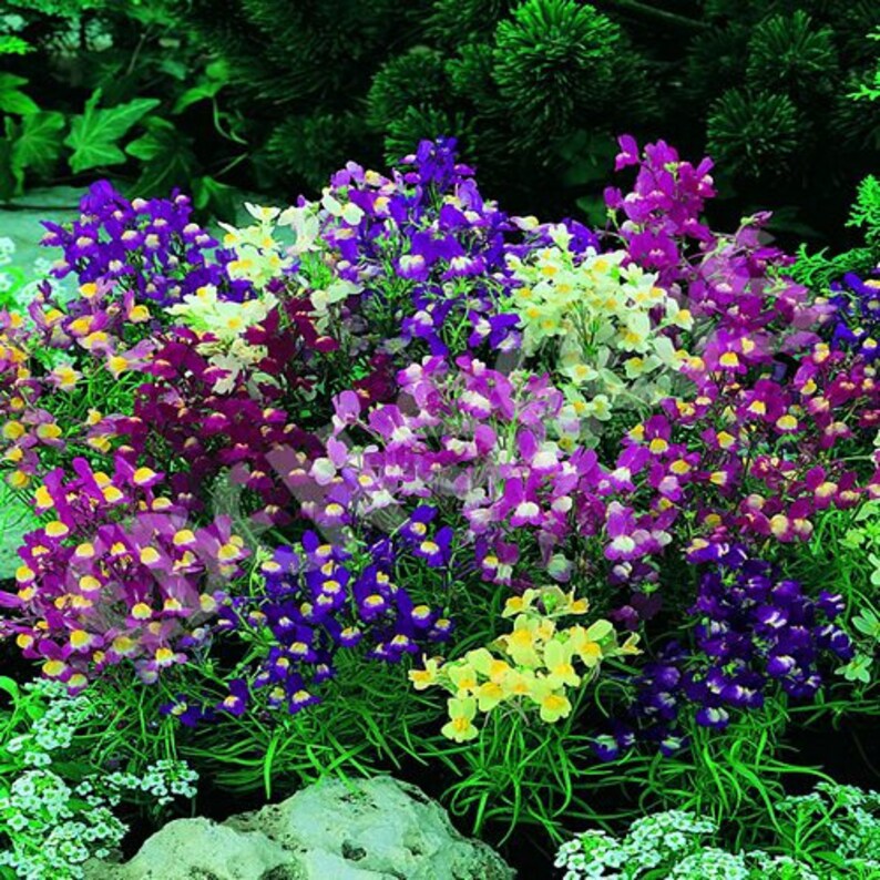 Toadflax Baby Snapdragon Flower Seeds linaria Maroccana - Etsy