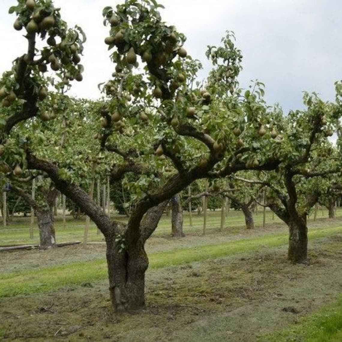 European Pear Tree Seeds pyrus Communis 15seeds - Etsy
