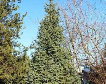 Tsuga mertensiana 10 Seeds of subalpine hemlock Outdoor & Gardening ...