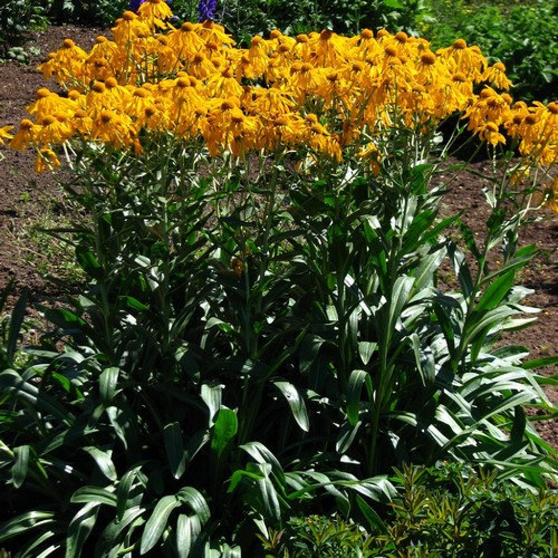 Orange Sneezeweed Flower Seeds Helenium Hoopesii 50Seeds | Etsy