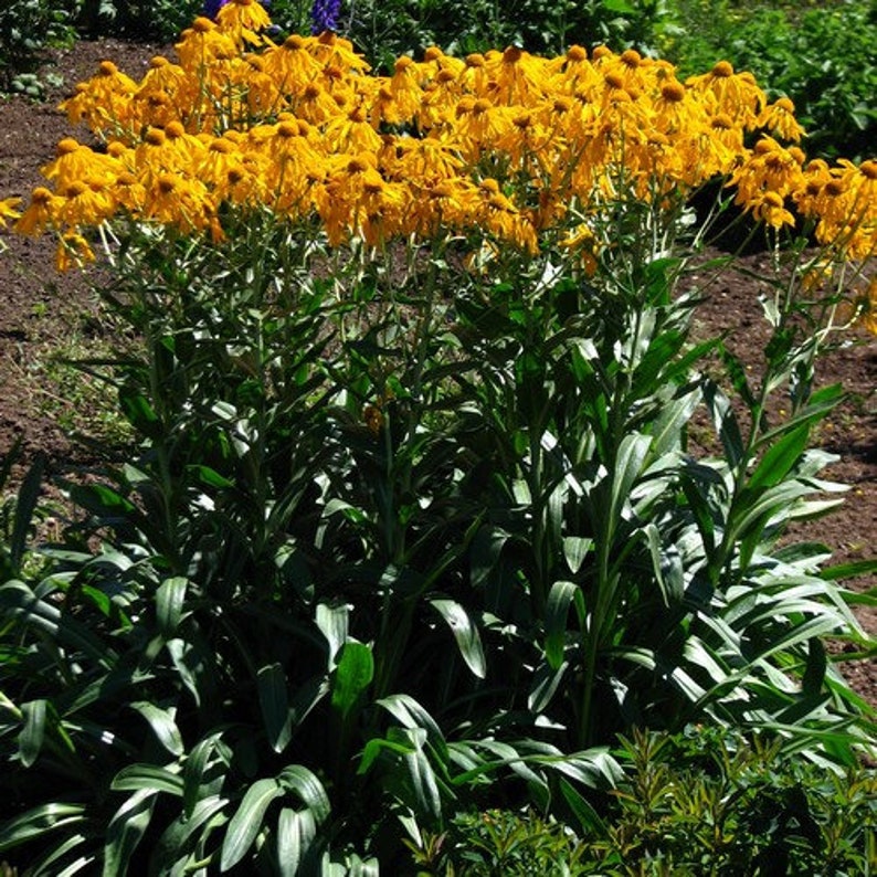 Orange Sneezeweed Flower Seeds helenium Hoopesii 50seeds - Etsy