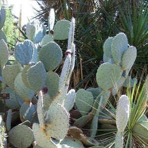 Giant Silver Dollar Cactus Seeds (opuntia Robusta) 25+seeds - Etsy