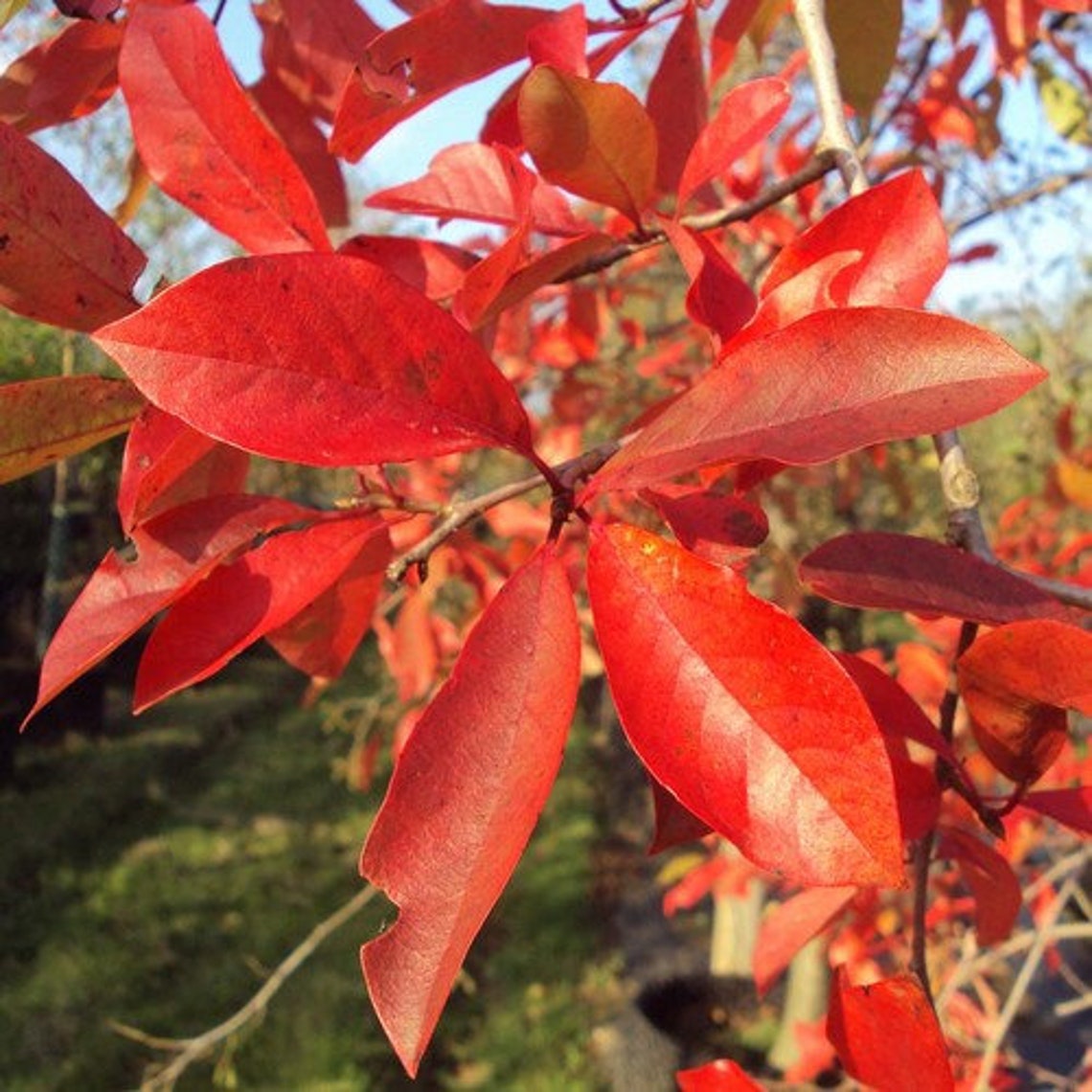 Black Tupelo Tree Seeds (nyssa Sylvatica) 10+seeds - Etsy