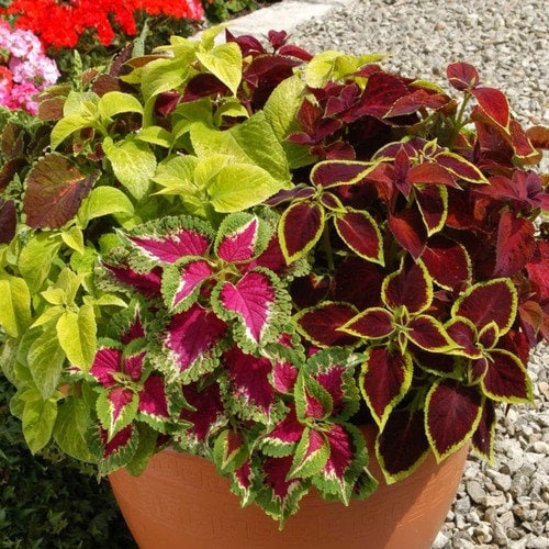 Coleus Wizard Mix Flower Seeds solenostemon Scutellarioides - Etsy