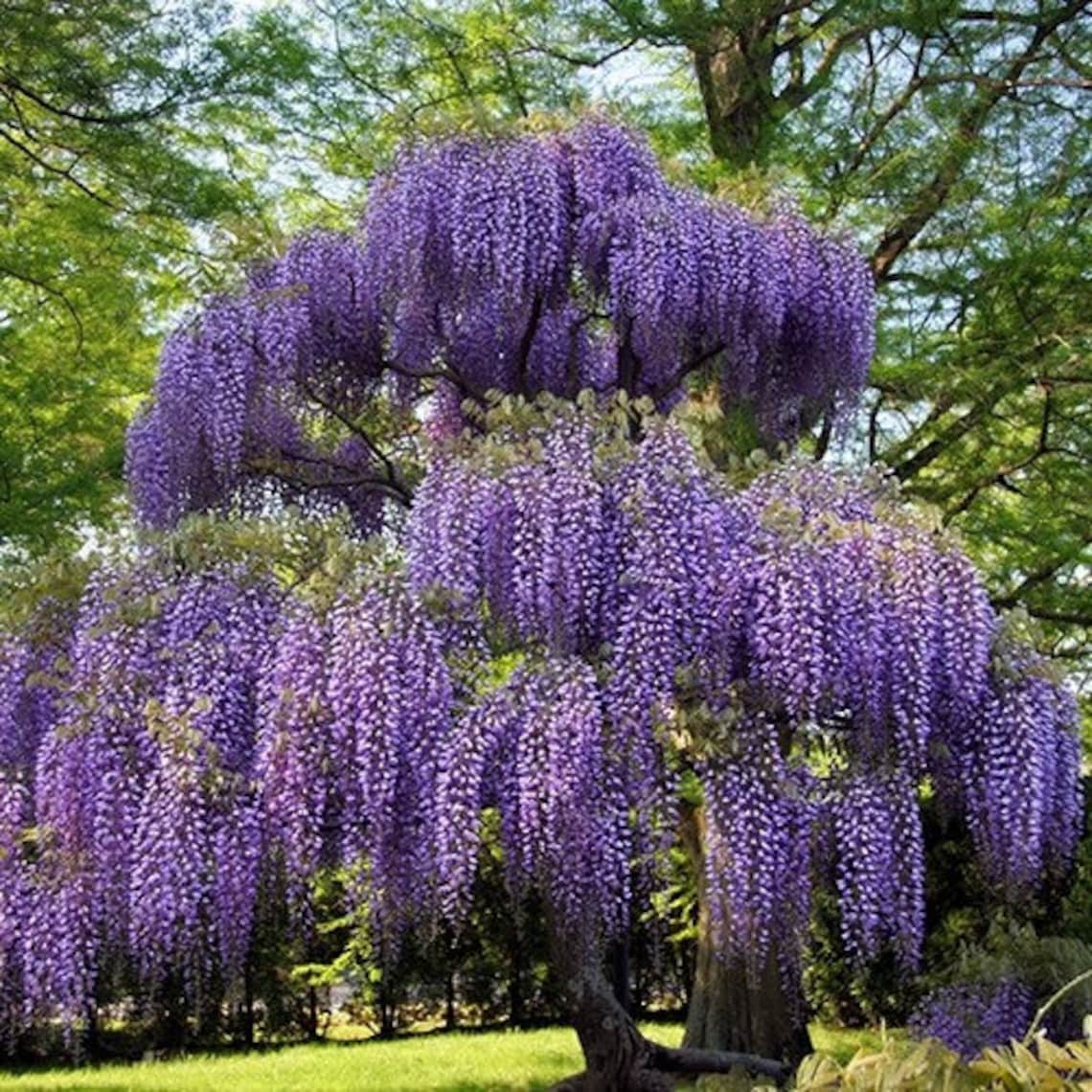 Chinese Wisteria Vine Seeds wisteria Sinensis 5seeds | Etsy