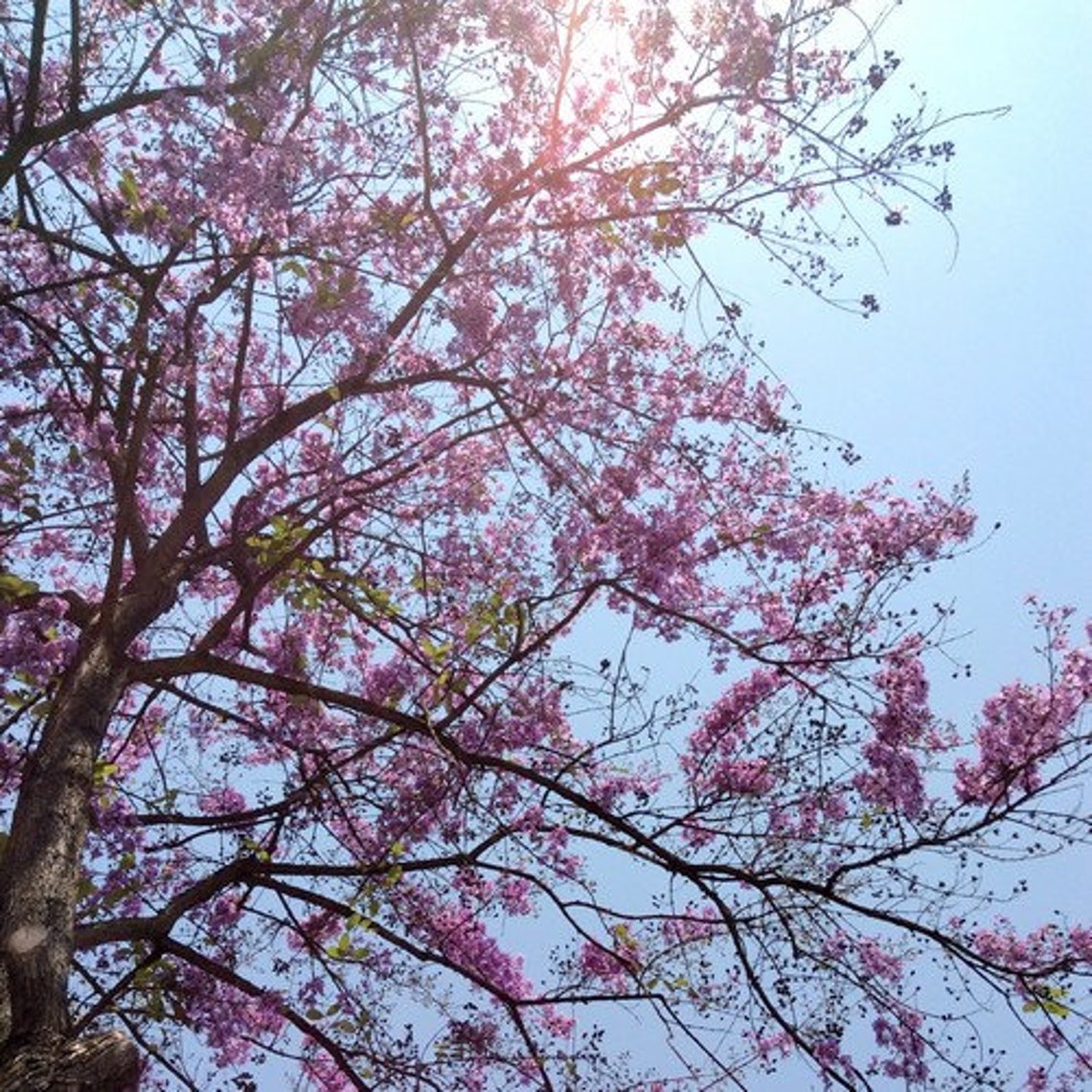 Thai Crape Myrtle Tree Seeds lagerstroemia Floribunda | Etsy