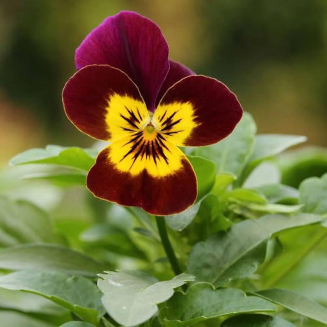 Viola Arkwright Ruby Flower Seeds (viola Cornuta) 50+seeds - Etsy