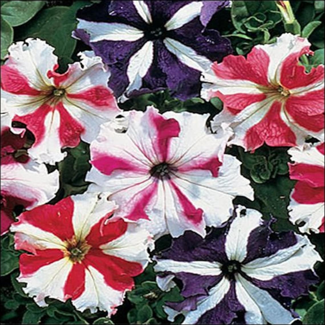 Petunia Ultra Star Mix Flower Seeds petunia Multiflora F2 - Etsy