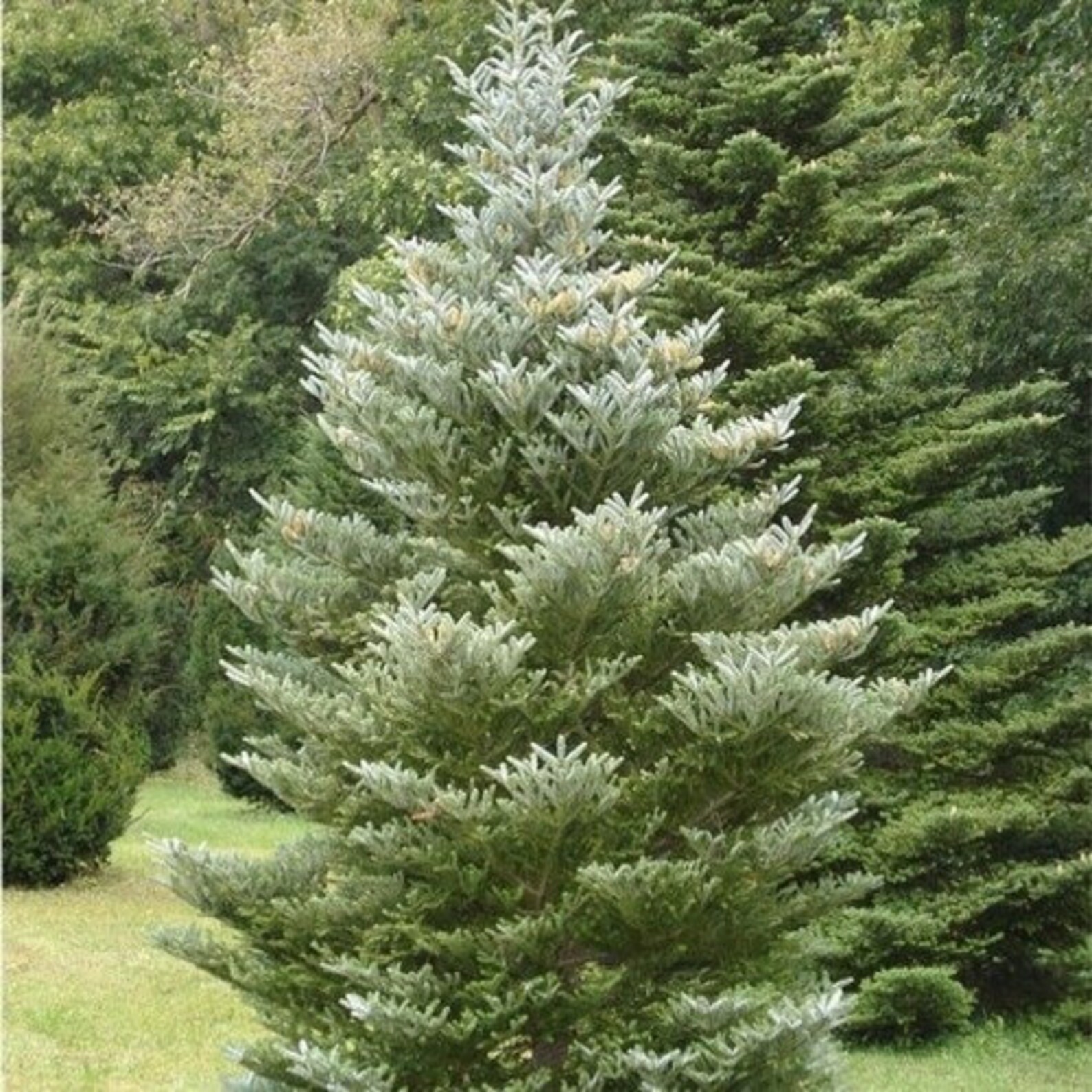 Korean Fir Tree Seeds abies Koreana 20seeds - Etsy