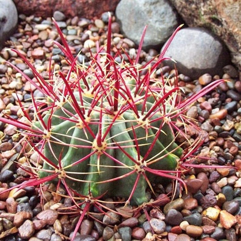 Fishhook Barrel Cactus Seeds ferocactus Wislizenii 20seeds - Etsy
