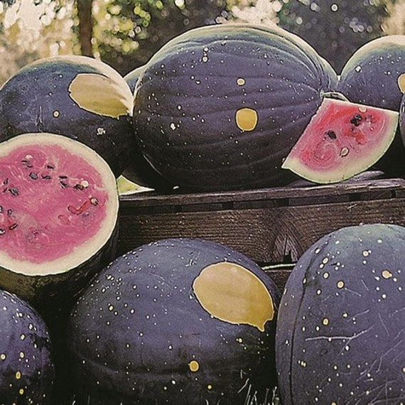 Watermelon Moon and Stars Vegetable Seeds citrullus Lanatus - Etsy