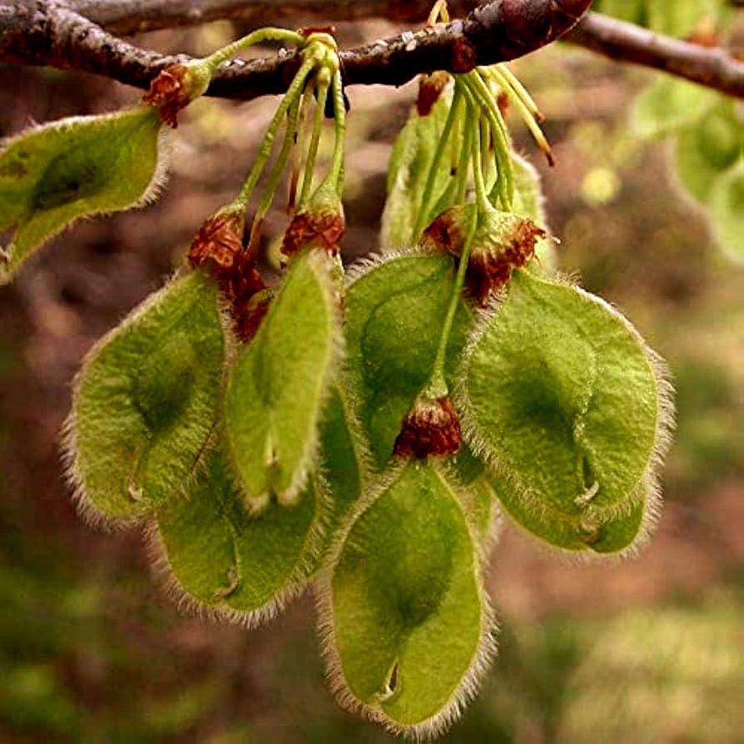 American Elm Tree Seeds (ulmus Americana) 30+seeds - Etsy