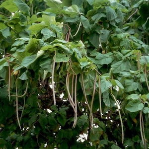 Northern Cigar Tree Seeds (catalpa Speciosa) 15+seeds - Etsy