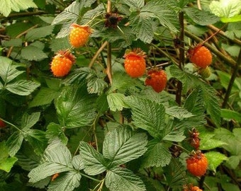 Salmonberry (rubus Spectabilis) - Etsy