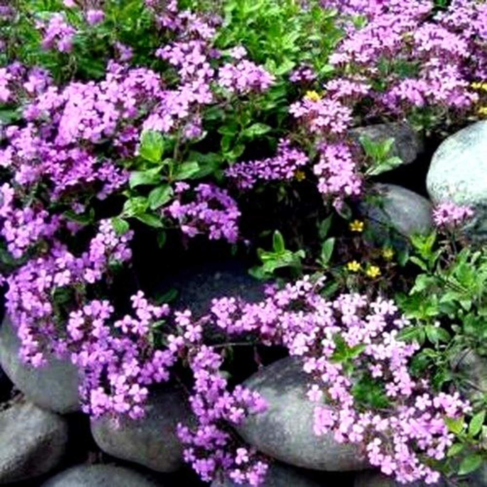 Rock Soapwort Rose-pink Flower Seeds (saponaria Ocymoides) 200+seeds - Etsy